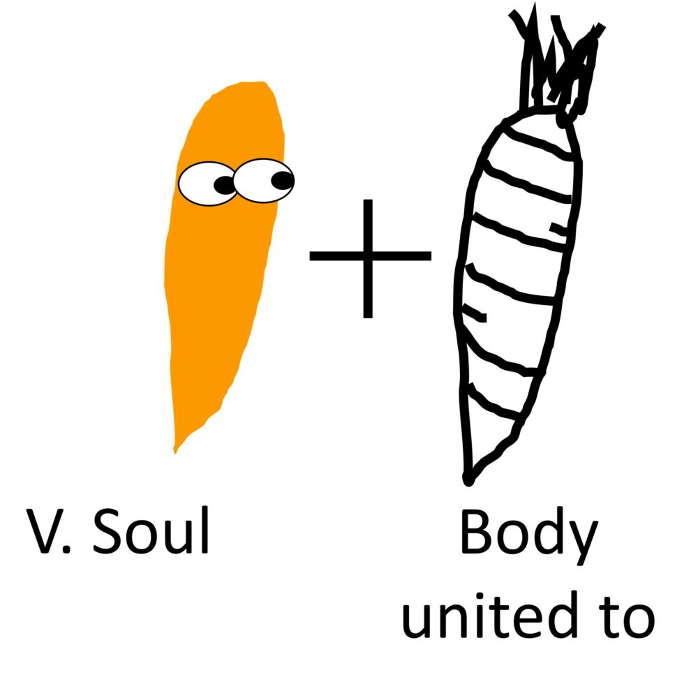 The Vegetative Soul - St. John Vianney Lay Division